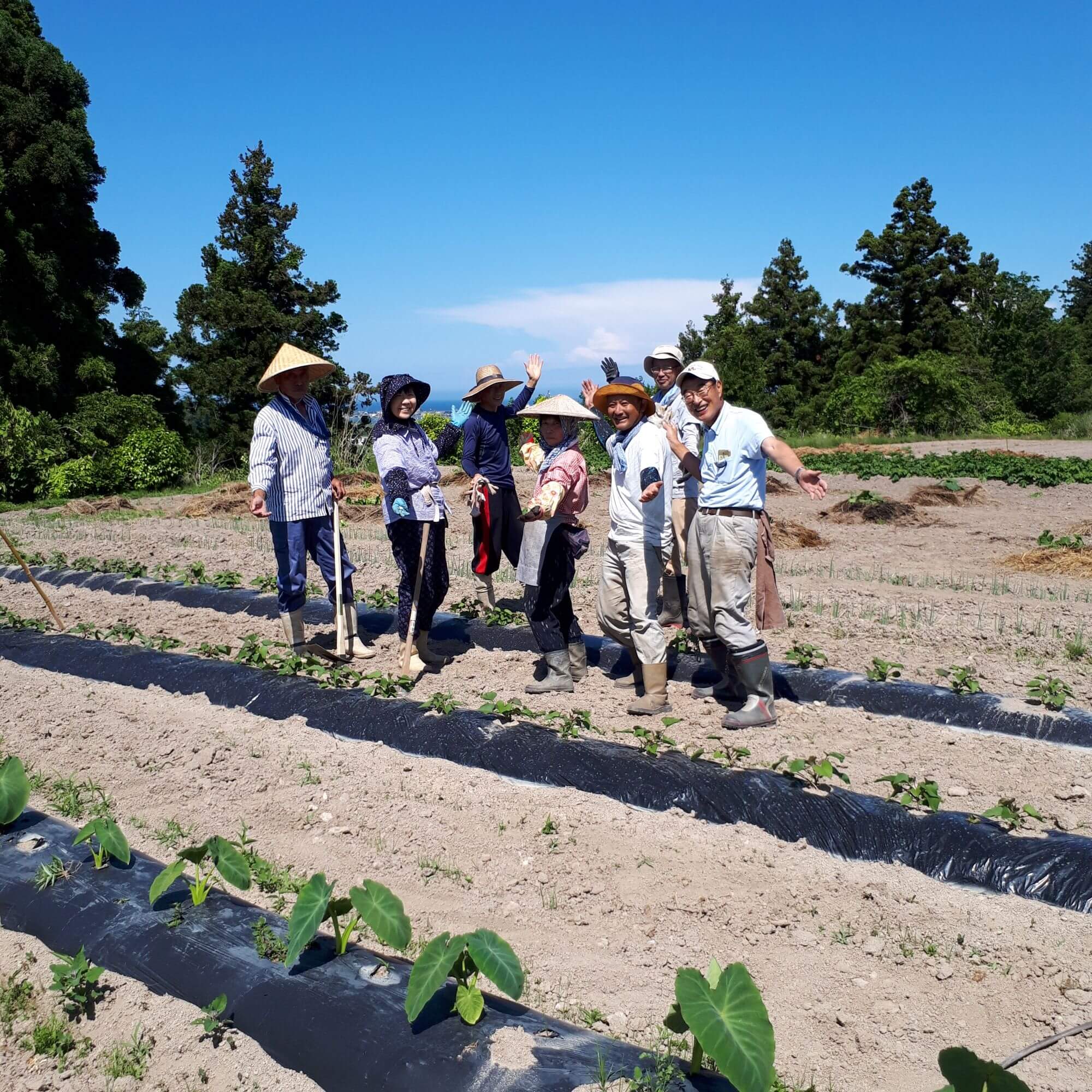 完売御礼】【栽培期間中農薬・化学肥料不使用】さといも 2L以上 3kg 【出荷場所：長江倶楽部】｜佐渡産直ネットさどまるしぇ